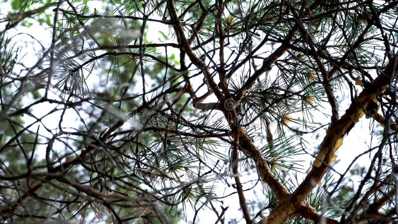 Bottom View of Pine Tree Branches on Bright Sky Background. Stock ...