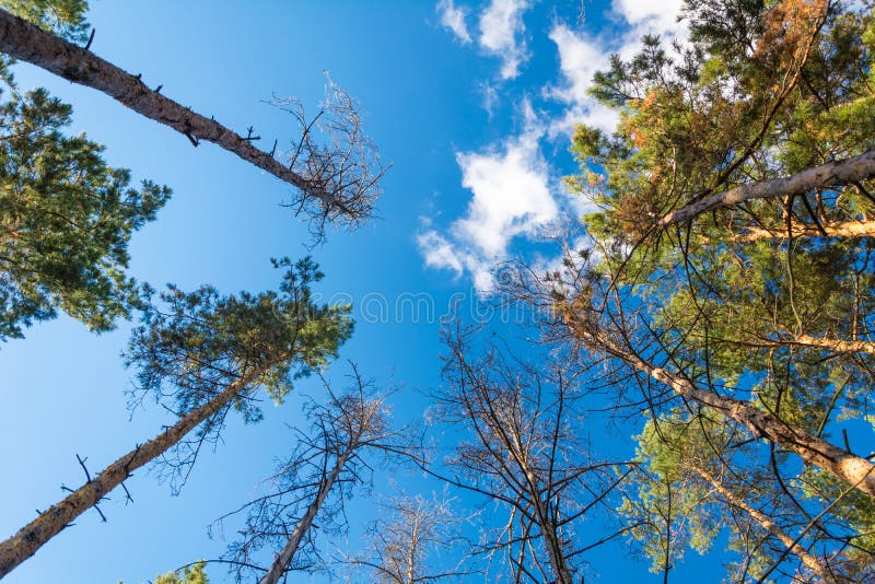 Bottom view of pine tree stock photo. Image of tree, bottom - 85672600