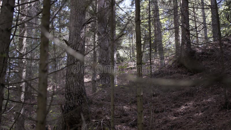 239 Tree Forked Branches Stock Photos - Free & Royalty-Free Stock ...