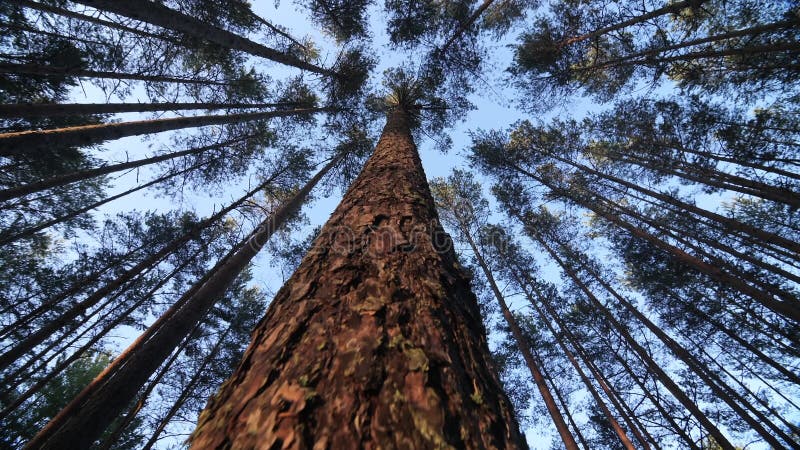 Bottom View of a Pine Tree Trunk in a Forest. Camera Rises Up the Pine ...