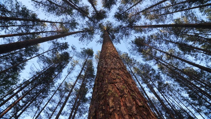 Bottom View of a Pine Tree Trunk in a Forest. Camera Rotates Around the ...