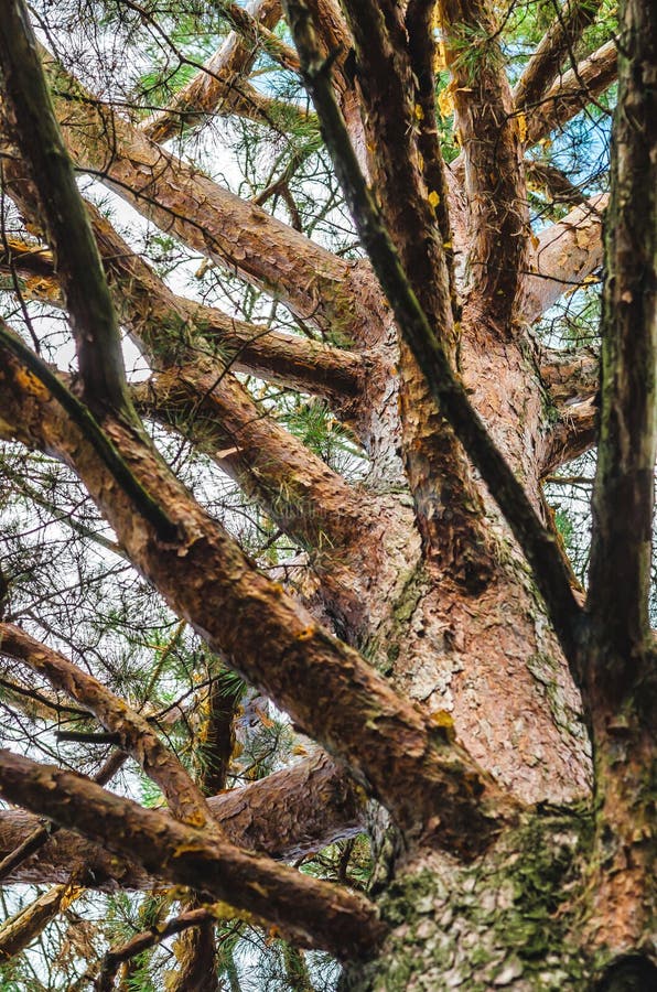 Bottom View of Pine Trunk with Rough Bark and Many Branches. Conifer ...