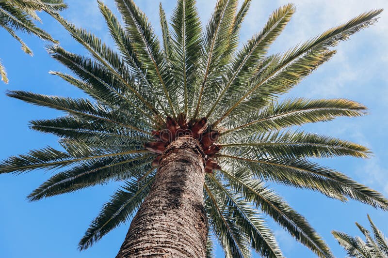 Bottom View of a Powerful Trunk of a Palm Tree Stock Image - Image of ...