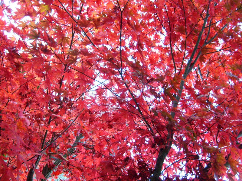 Bright red tree foliage stock photo. Image of hiking - 124793276