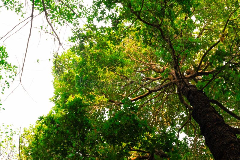 Bottom View of Resak Tembaga Tree in Jungle and Lighting of Morning ...