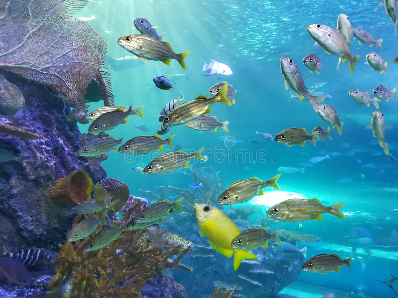 Rui Fish Inside the Water in a Container Stock Image - Image of animal ...