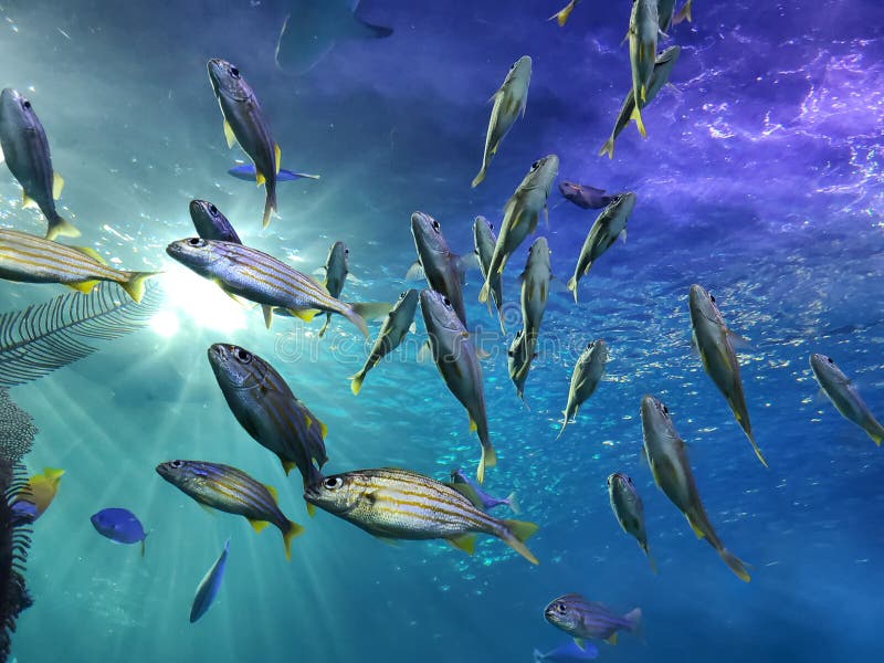 Bottom View of a School of Fish Inside a Large Aquarium Stock Photo ...