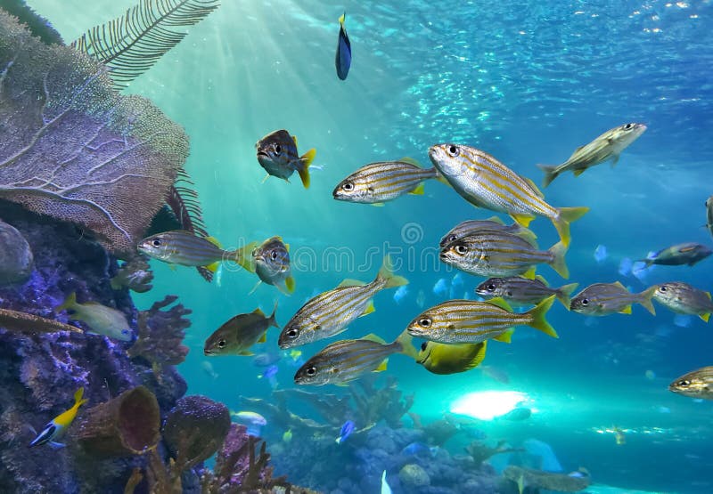 The Bottom View of a School of Fish Inside a Large Aquarium Stock Image ...
