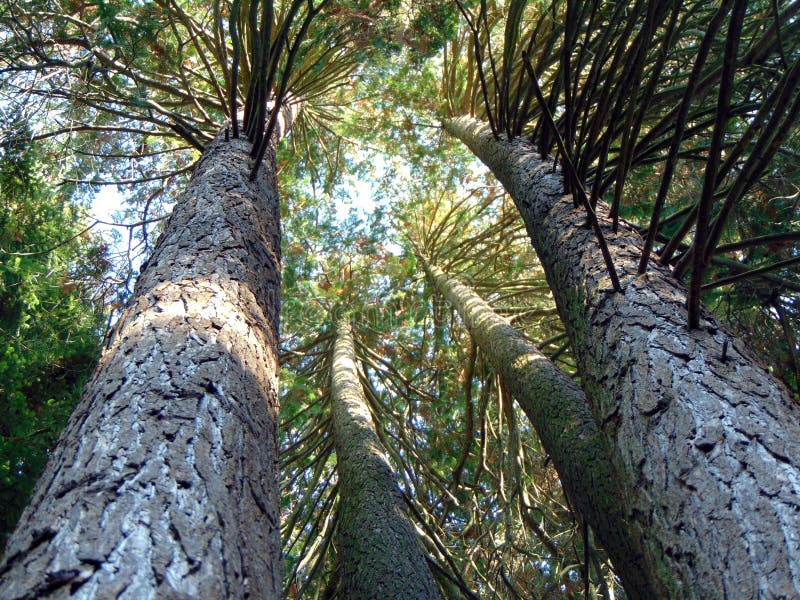 Bottom View of Several Trees and Their Branches Stock Image - Image of ...