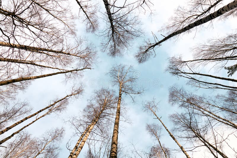 Bottom View of the Sky in the Forest Stock Image - Image of bottom ...