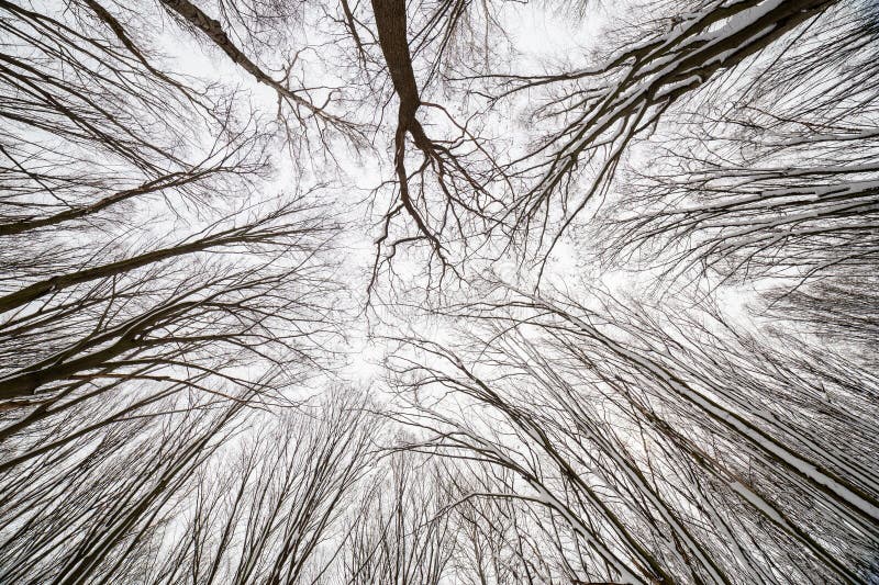 Bottom View of the Sky and Winter Trees Stock Photo - Image of natural ...