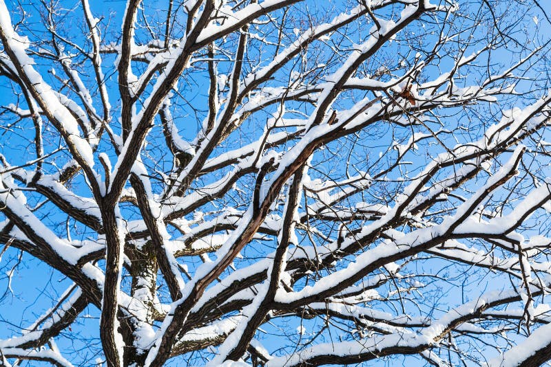 Bottom View of Snow-covered Branches of Oak Tree Stock Photo - Image of ...