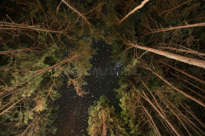 The Bottom View on the Star Sky in the Wood at Night Stock Photo ...