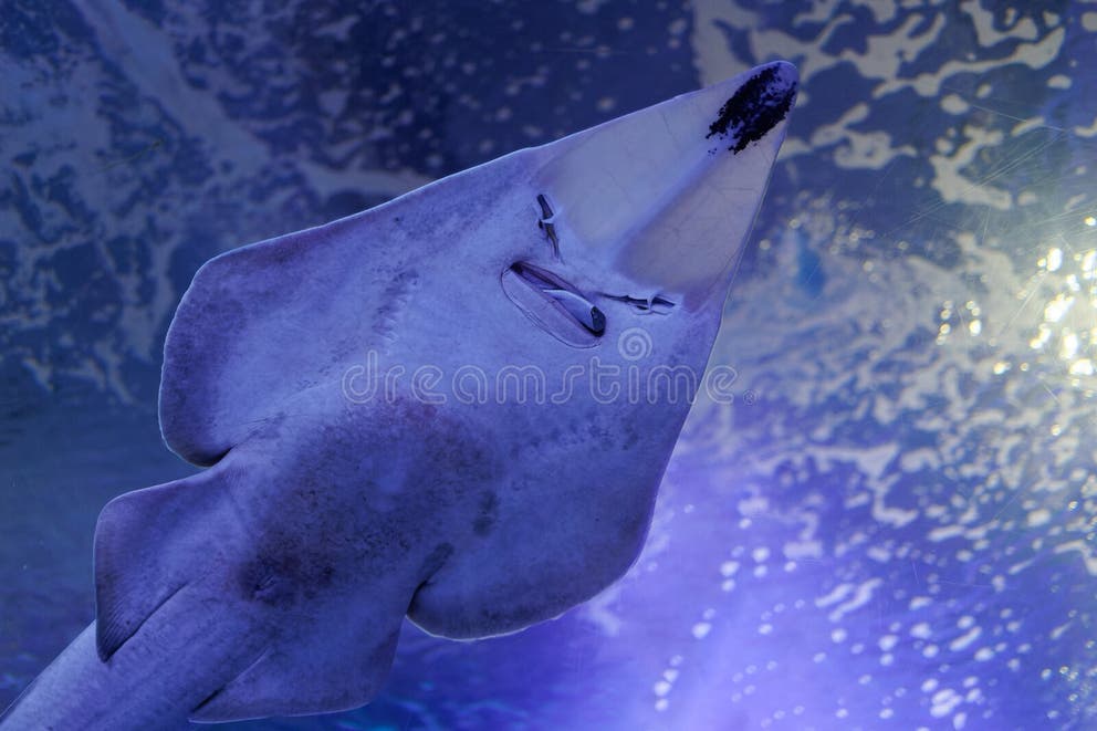 Bottom View of a Stingray Fish Inside an Aquarium Stock Image - Image ...