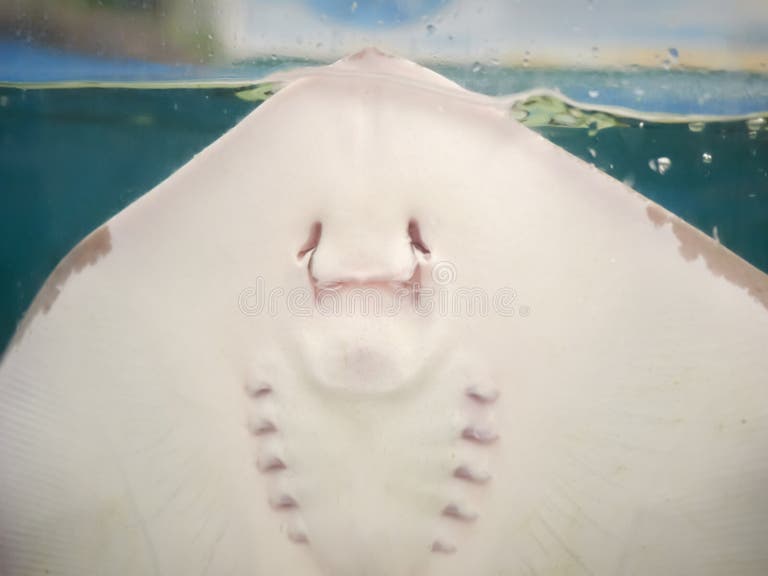 Bottom view of stingray stock photo. Image of closeup - 33516920