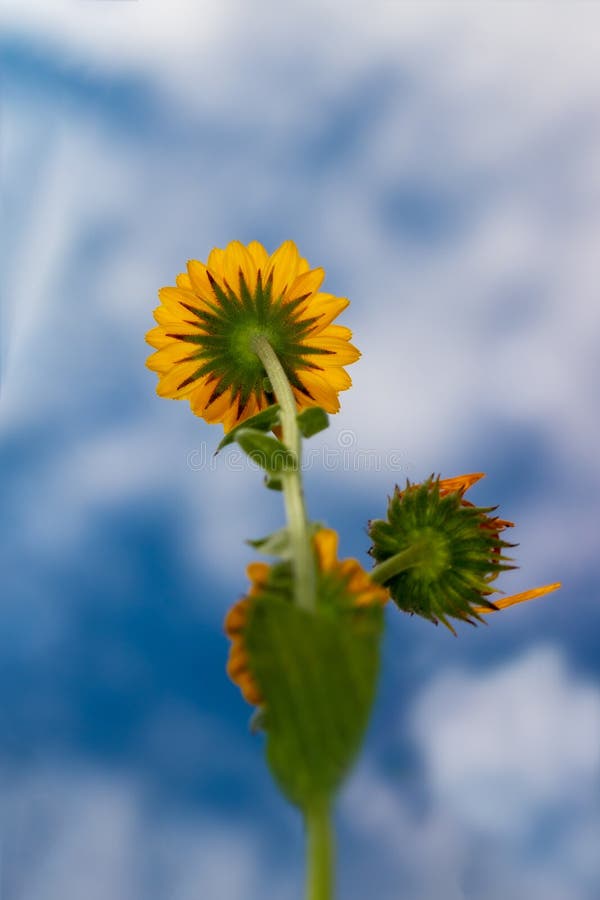 Bottom view of a sunflower stock photo. Image of background - 122530366