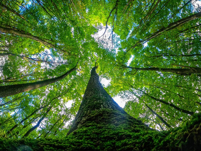 Bottom View of Sunlight through the Treetops. Rough Tree Trunk. Summer ...