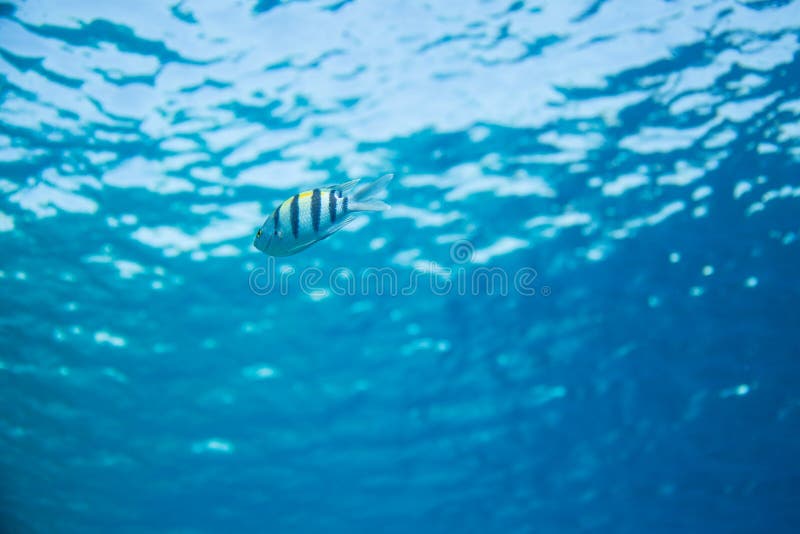 Bottom View, Surface and Fish in Blue Underwater Stock Photo - Image of ...