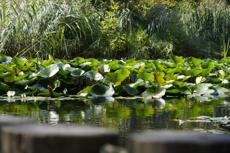 Bottom View of Swamp with Plants, Water Surface Close, Bushes and Grass ...