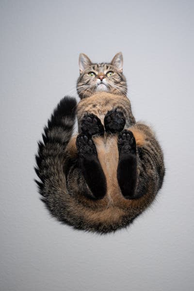 145 Bottom View Cat Glass Table Stock Photos - Free & Royalty-Free ...
