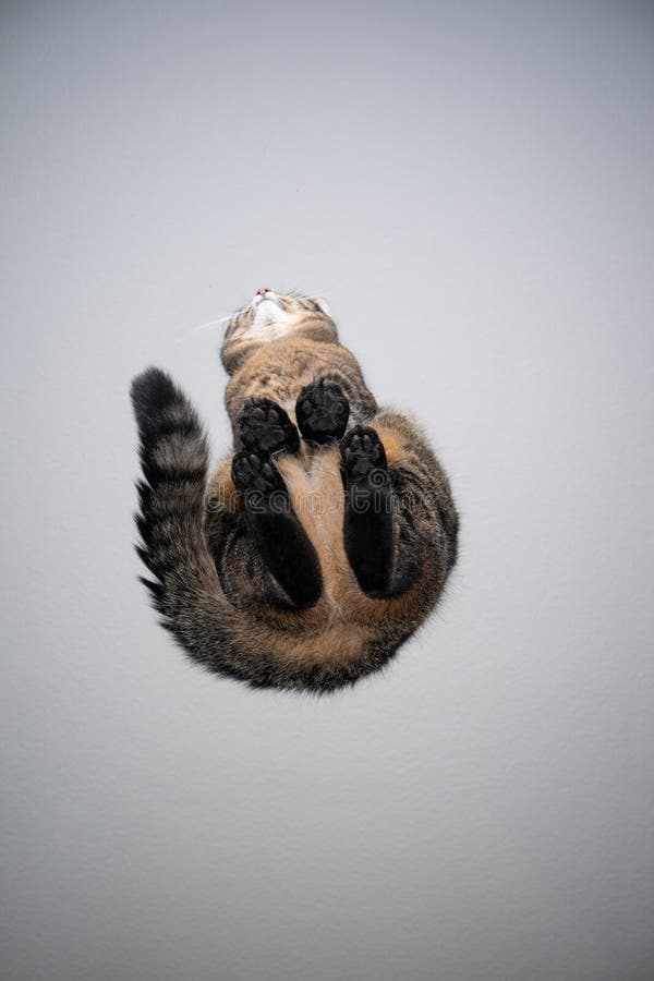 145 Bottom View Cat Glass Table Stock Photos - Free & Royalty-Free ...