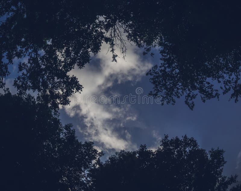 Bottom View of Tall Old Trees, Blue Sky and Clouds in Deciduous Forest ...