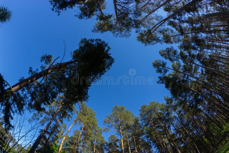 Bottom View of Tall Old Trees in Pine Tree Forest Stock Image - Image ...