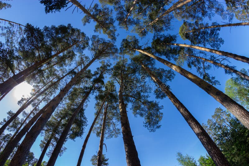 Bottom View of Tall Old Trees in Pine Tree Forest Stock Photo - Image ...