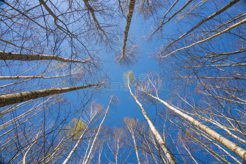 Bottom View of Tall Old Trees. Looking Up in Spring Forest Stock Photo ...
