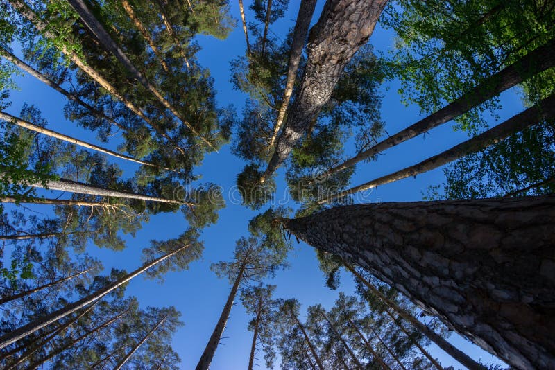 Bottom View of Tall Old Trees in Pine Tree Forest Stock Image - Image ...