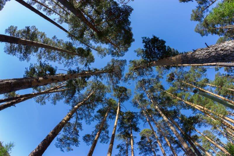 Bottom View of Tall Old Trees in Pine Tree Forest Stock Photo - Image ...