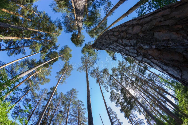 Bottom View of Tall Old Trees in Pine Tree Forest Stock Image - Image ...