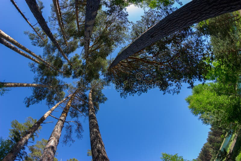 Bottom View of Tall Old Trees in Pine Tree Forest Stock Photo - Image ...