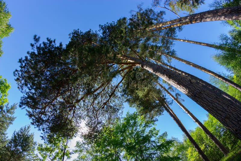 Bottom View of Tall Old Trees in Pine Tree Forest Stock Image - Image ...