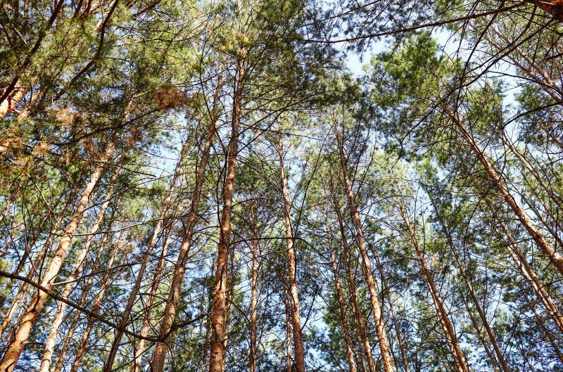 Bottom View of Tall Old Tress in Evergreen Forest Stock Image - Image ...