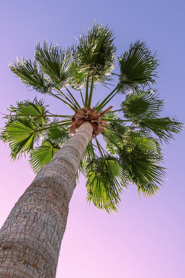Bottom View of Tall Palm Tree on Abstract Violet Blue Sky Background ...