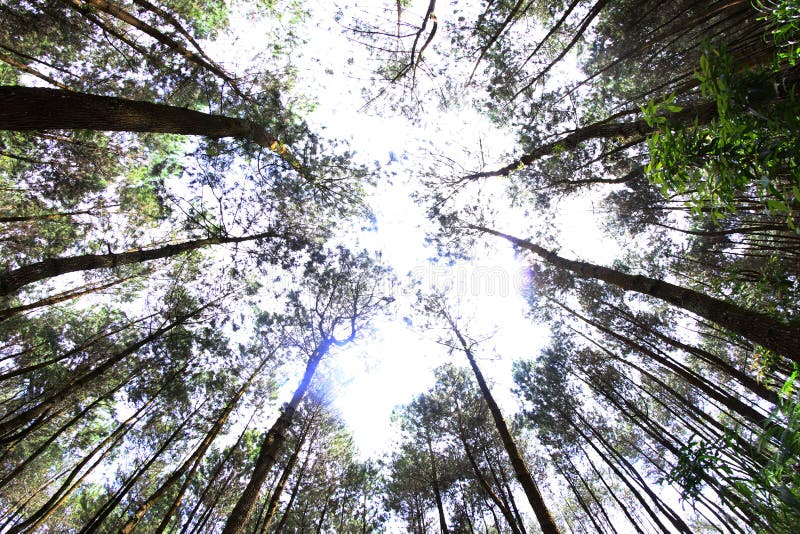 Bottom View of Tall Trees Forest from Below Stock Image - Image of ...