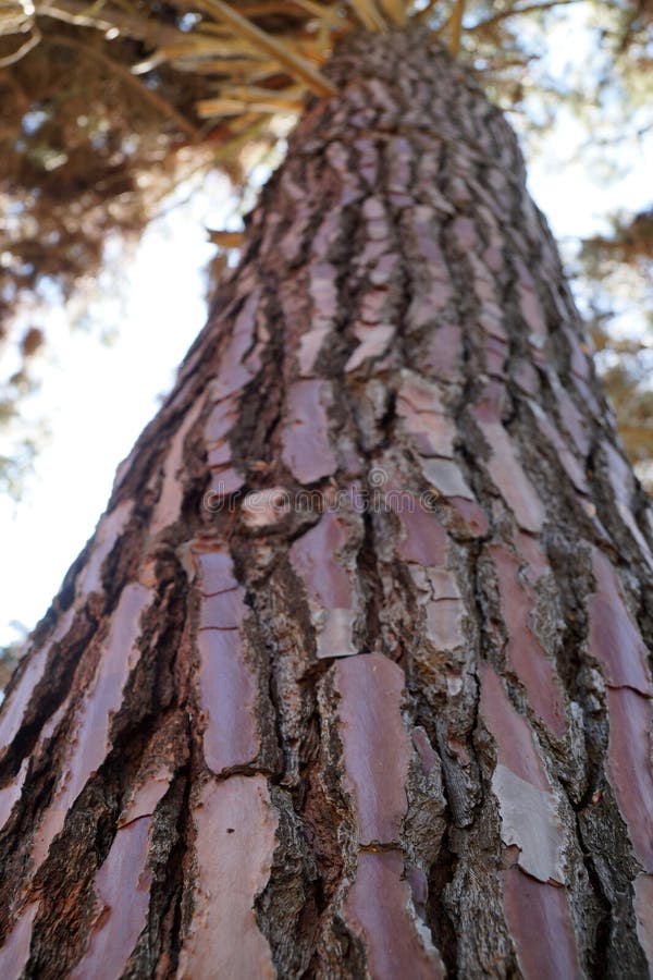 Bottom View of Textured Pine Bark Stock Image - Image of macro, organic ...