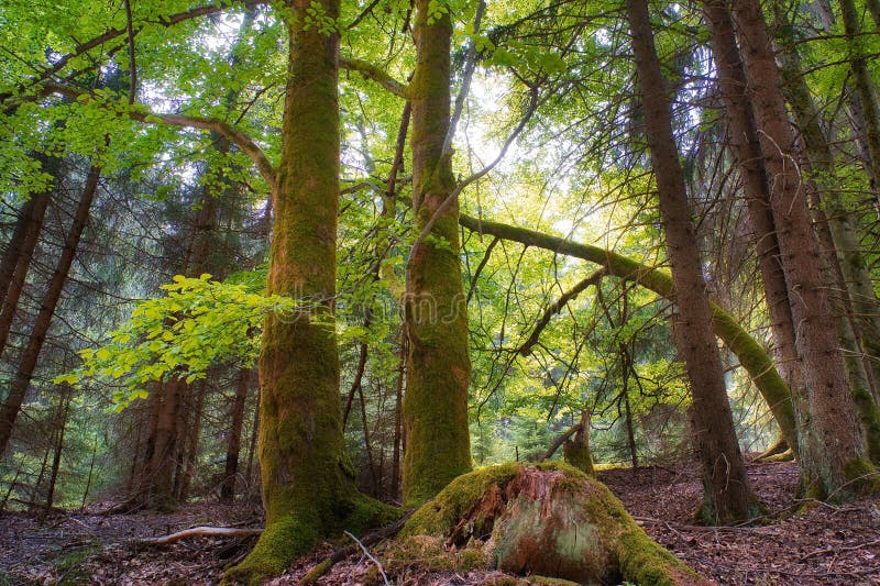Bottom View To the Forest Surrounded with Long Trees. Great for ...