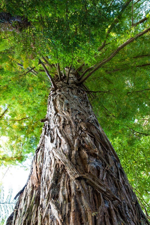 Bottom View To the Tree Top of a Huge in Jungle Forest. Nature ...