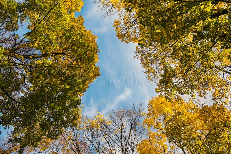 Bottom View on the Tops of Trees and Sky Stock Image - Image of nature ...