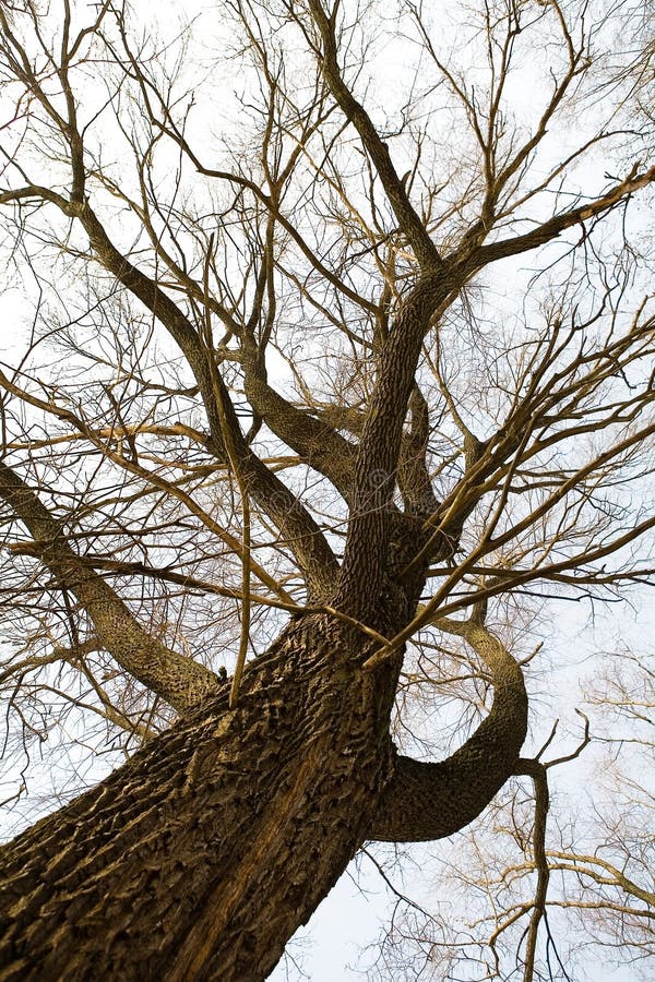 Bottom View of a Tree with Beautiful Branches and Texture Bark Stock ...