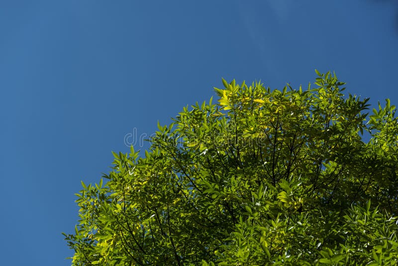 Bottom View of Tree Branches with Green Leaves and Blue Sky Stock Photo ...