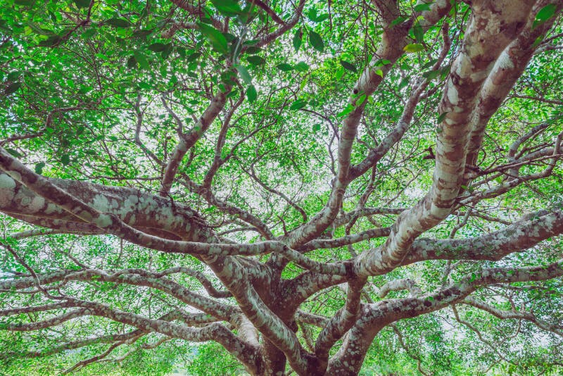 Bottom View of Tree Branches with Leaf. Stock Photo - Image of angle ...