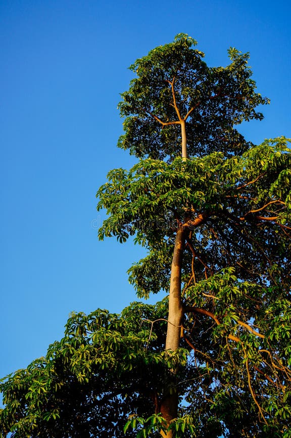 Bottom View of a Tree Facing the Sky. Stock Image - Image of branch ...