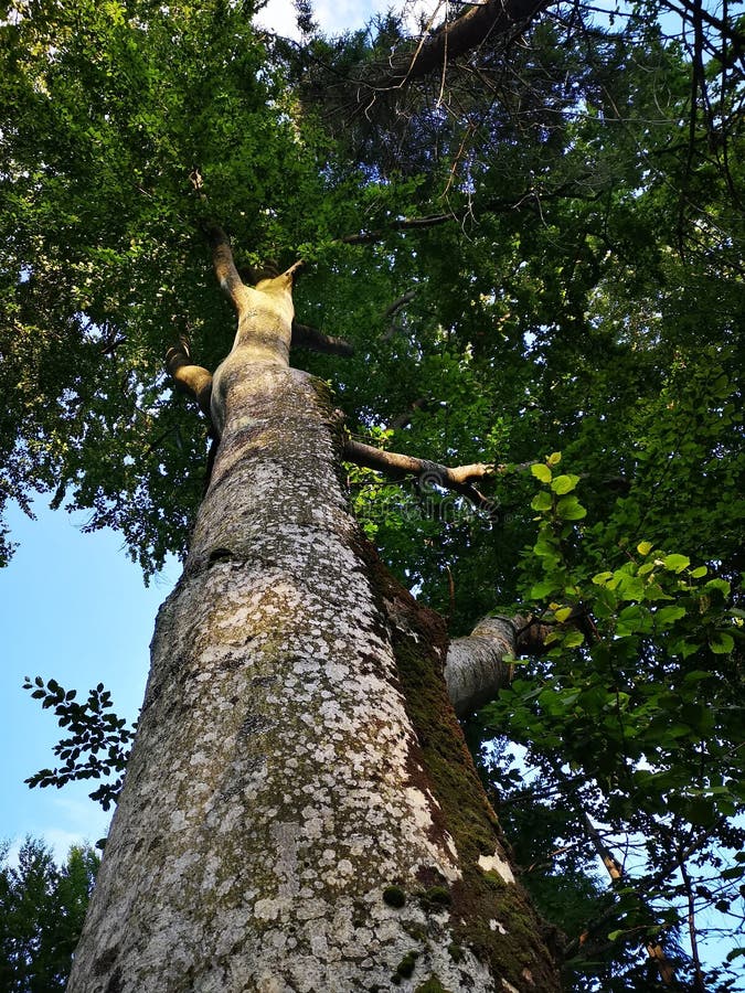 Bottom View of the Tree with and Green Foliage on Top Stock Image ...