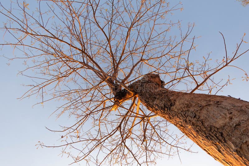 Bottom View of Tree in Jungle and Lighting of Morning.forest and ...
