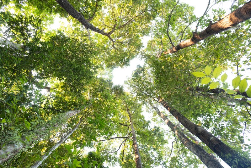 Bottom View of Tree in Jungle and Lighting of Morning.forest and ...