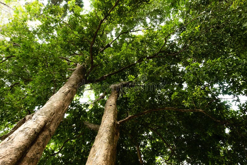 Bottom View of Tree in Jungle and Lighting of Morning.forest and ...