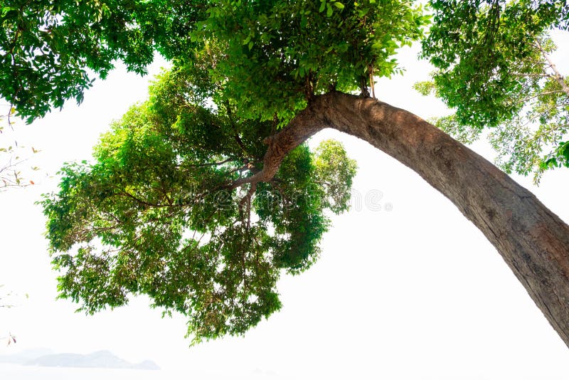 Bottom View of Tree in Jungle and Lighting of Morning.forest and ...